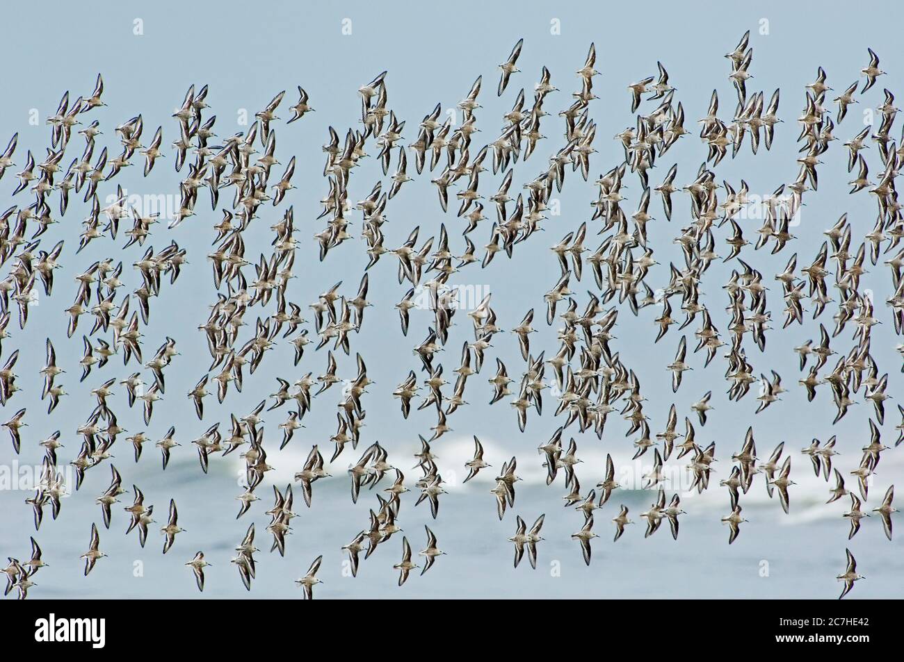 Large sanderling flock in flight Stock Photo - Alamy