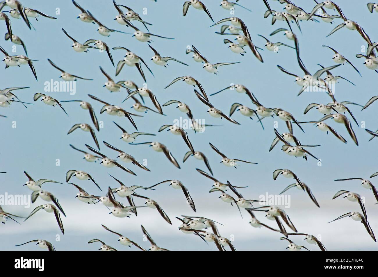 Large sanderling flock in flight Stock Photo - Alamy