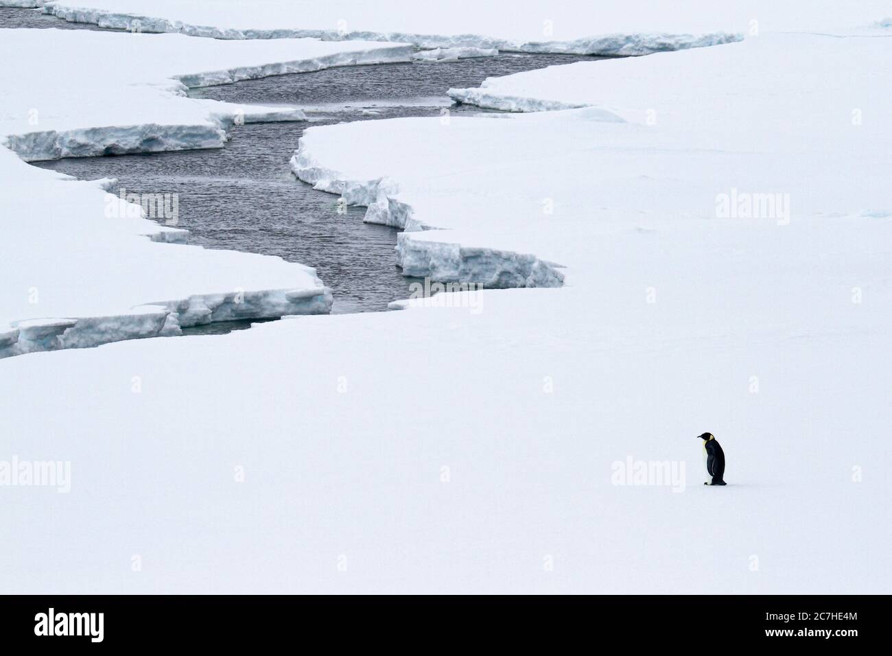 vulnerability; life in polar seas; emperor penguin stands by large ...