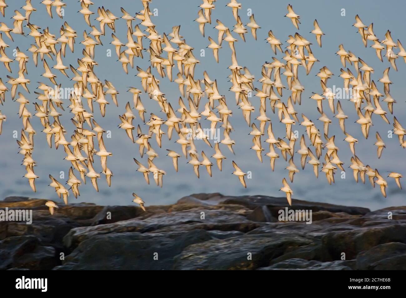 Large sanderling flock in flight Stock Photo - Alamy