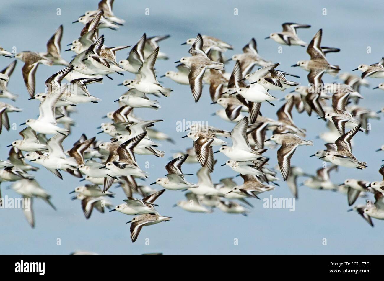 Large sanderling flock in flight Stock Photo - Alamy