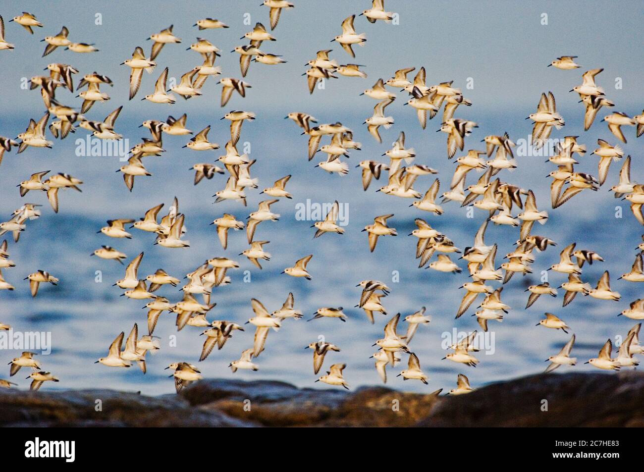 Large sanderling flock in flight Stock Photo - Alamy