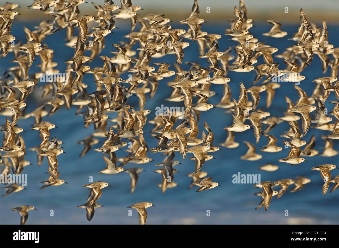 Large sanderling flock in flight Stock Photo - Alamy