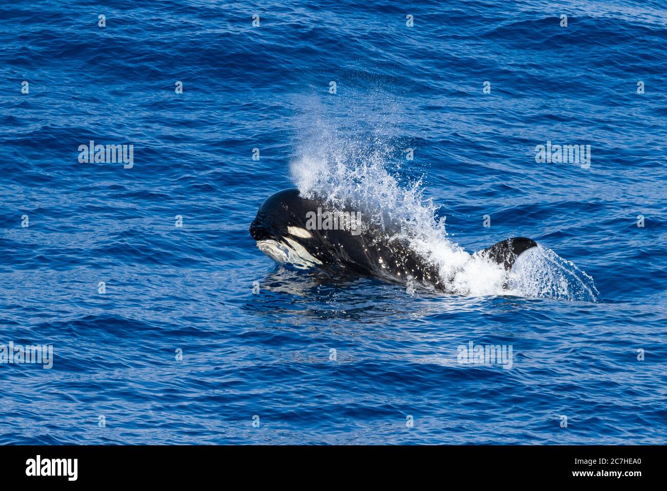 Type-D killer whale, sub-Antarctic killer whale, porpoising, Drake ...