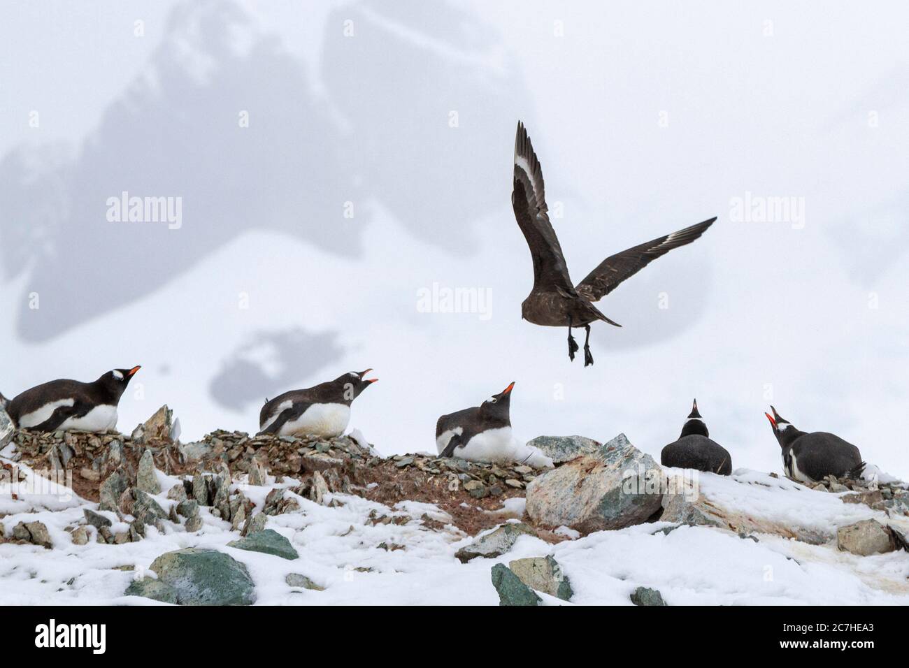 brown skua swoops through a gentoo penguin rookery; egg predation ...
