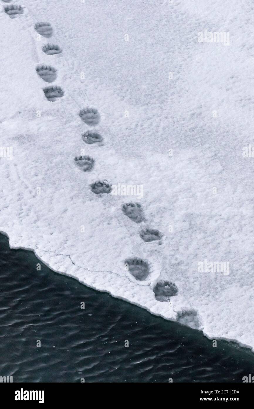polar bear footprints, animal tracks, sea ice, arctic wildlife, marine ...