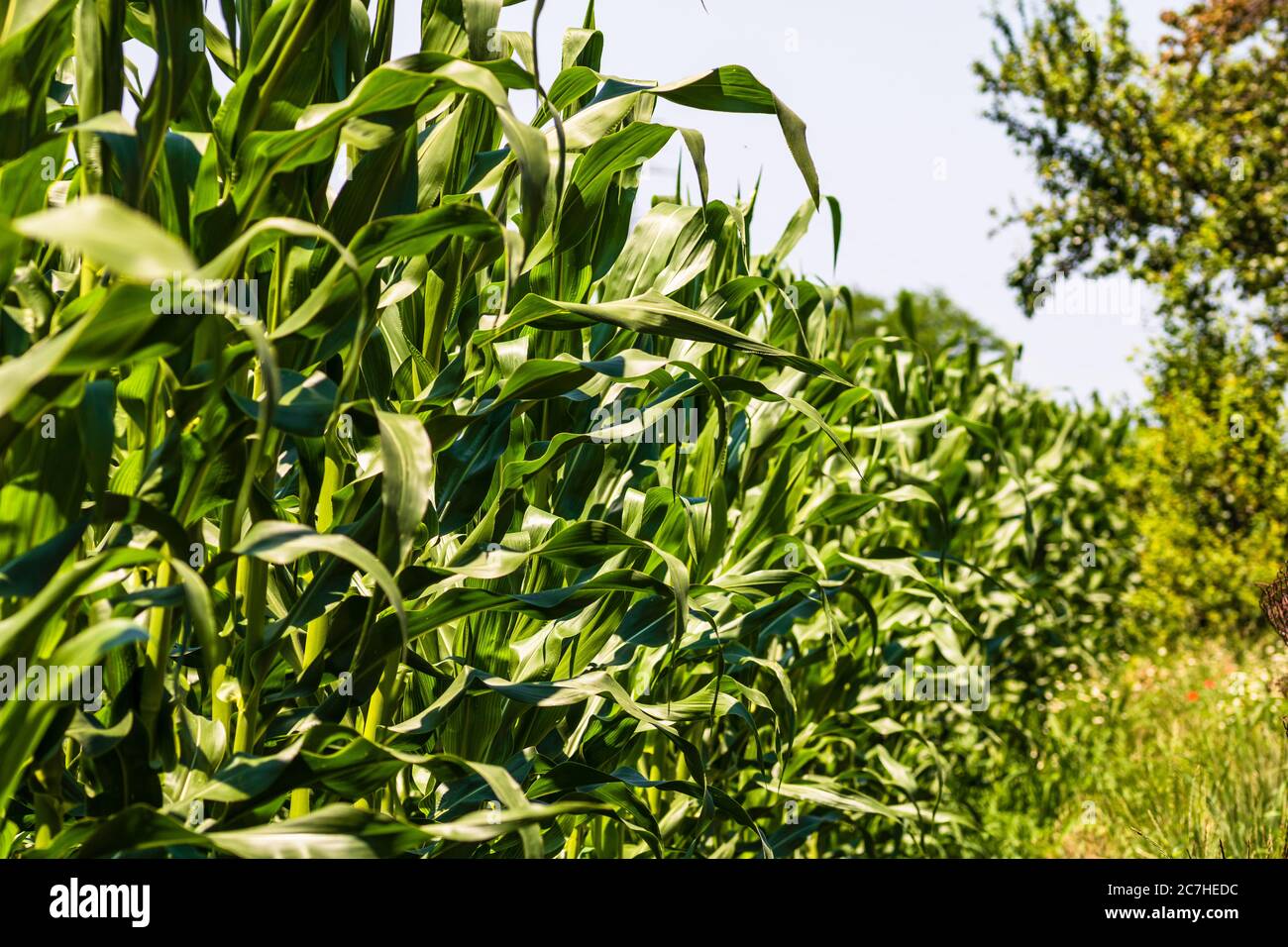Sun lights over a green corn field growing, detail of green corn on ...