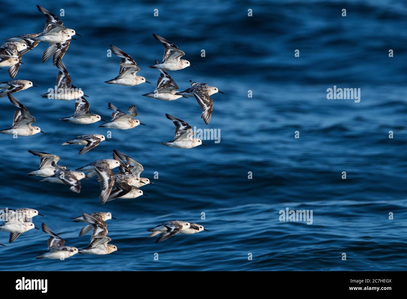 Sanderling flock in flight Stock Photo - Alamy