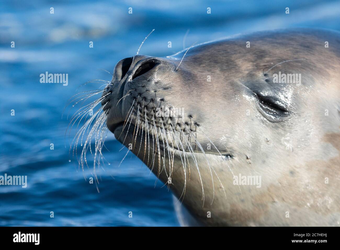 Flared nostrils hi-res stock photography and images - Alamy