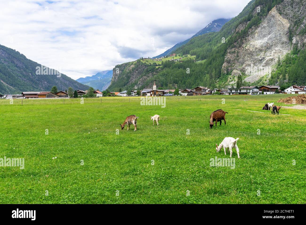 Austria goats hi-res stock photography and images - Alamy