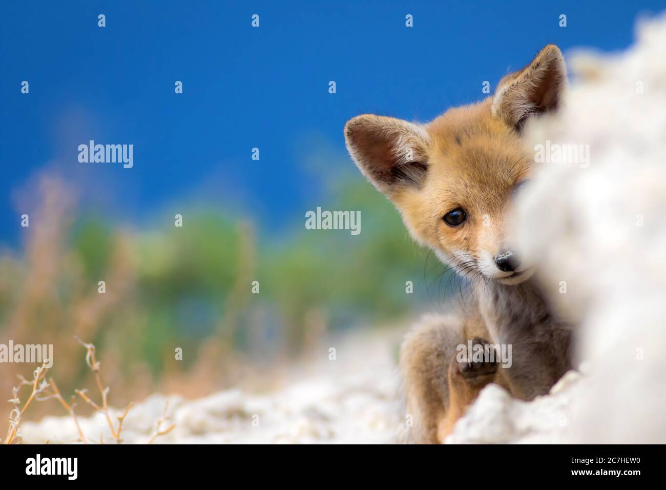 Cute Fox. Nature Background Stock Photo - Alamy