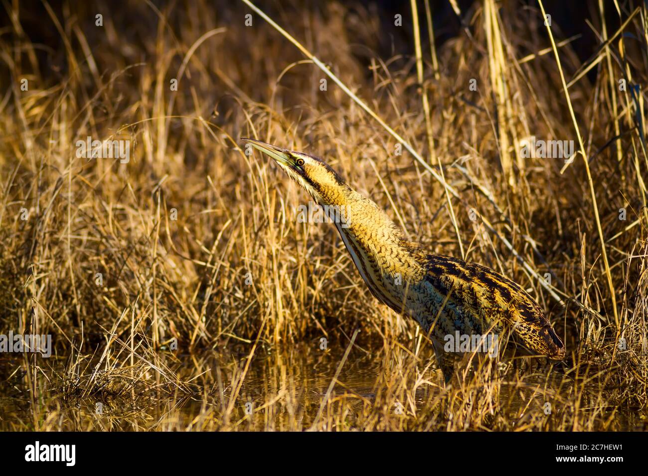 Nature and bird. Bird: Eurasian Bittern. Botaurus stellaris. nature ...