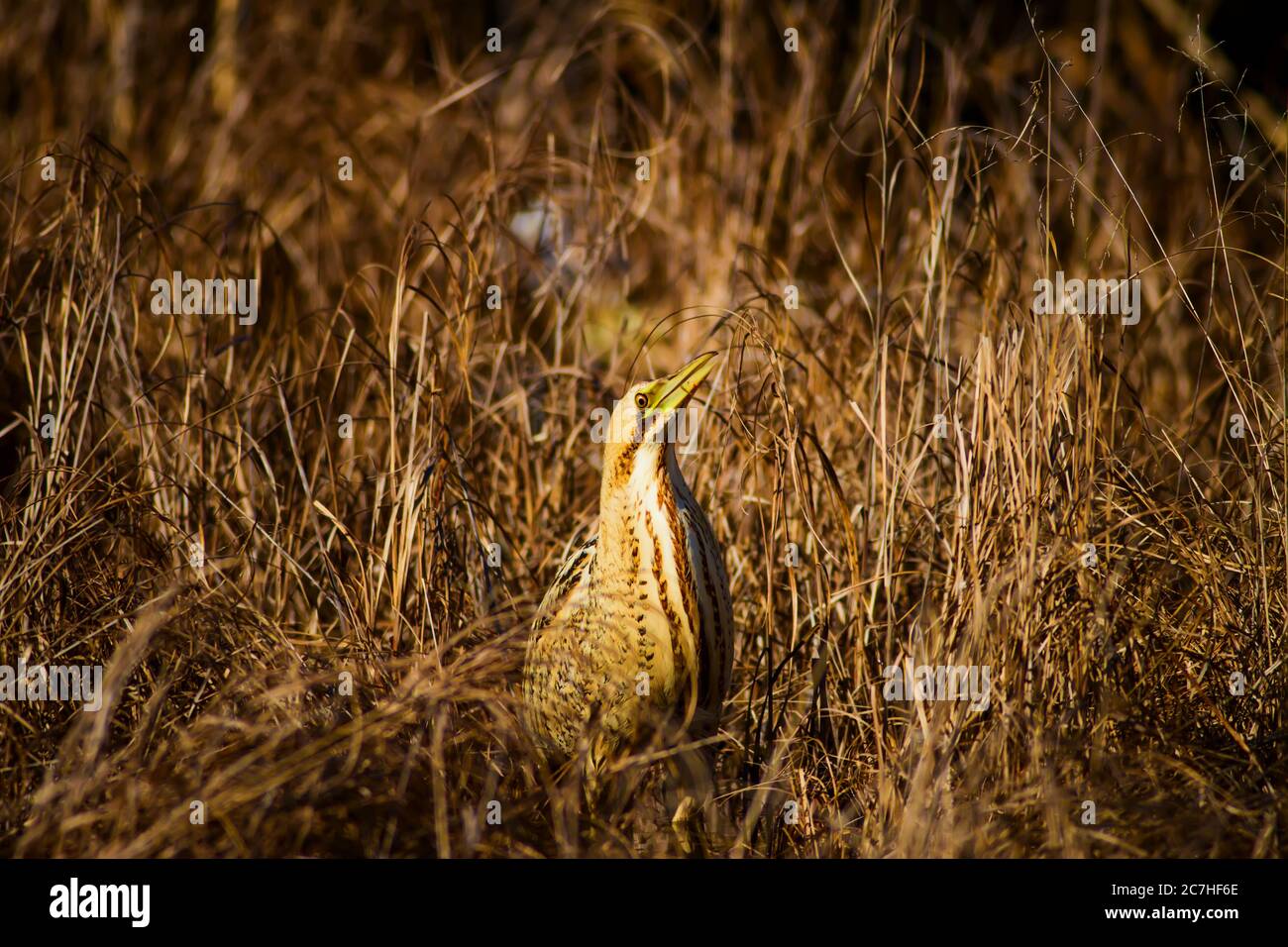 Nature and bird. Bird: Eurasian Bittern. Botaurus stellaris. nature ...