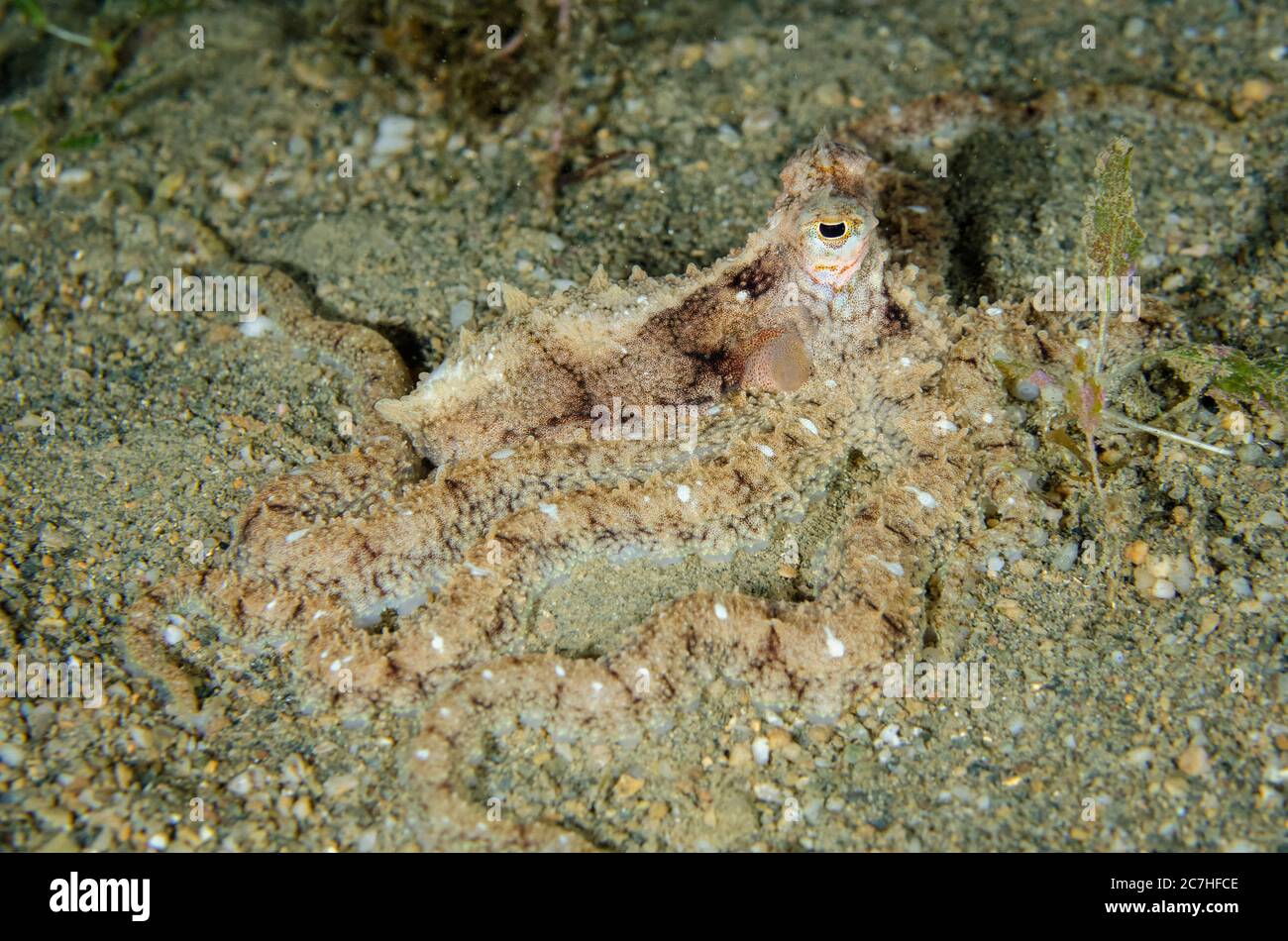 White spot octopus hi-res stock photography and images - Alamy