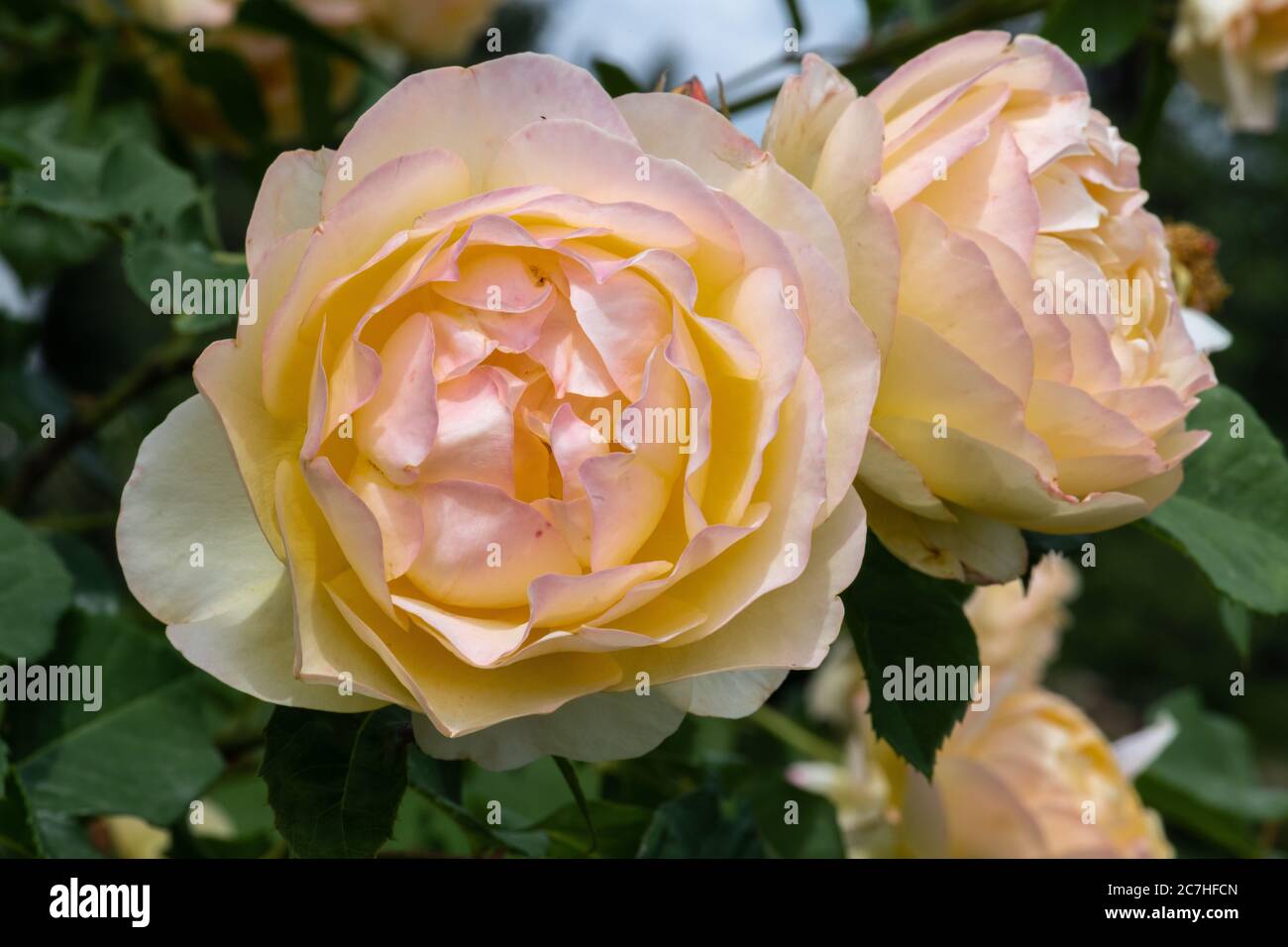 Garden Rose Flower, Variety 'Graham Thomas' Stock Photo - Alamy