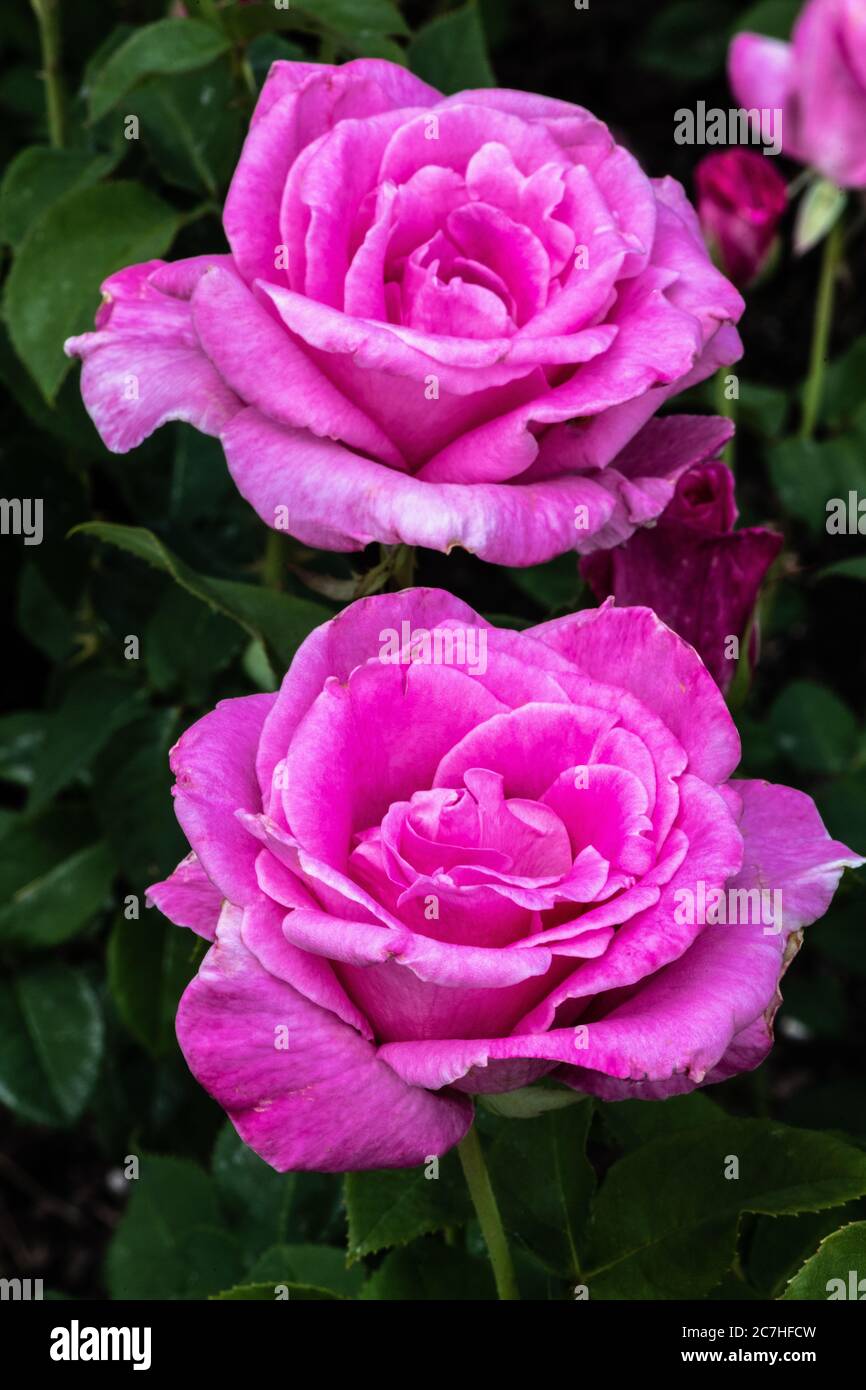 Garden Rose Flower, Variety 'Fragrant Memory' Stock Photo - Alamy