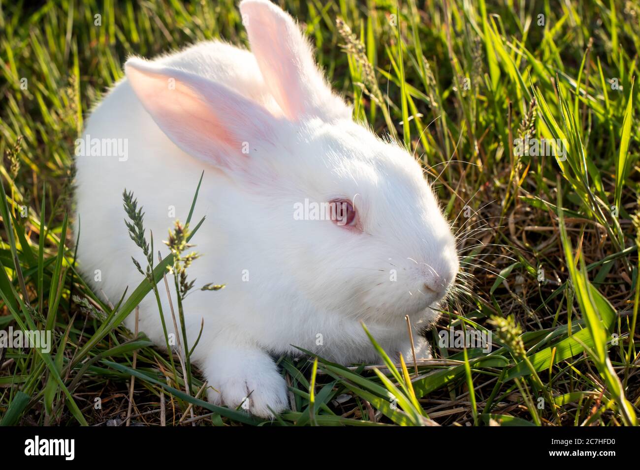 The Pannon White rabbit sits on the green grass. Meat large broiler ...