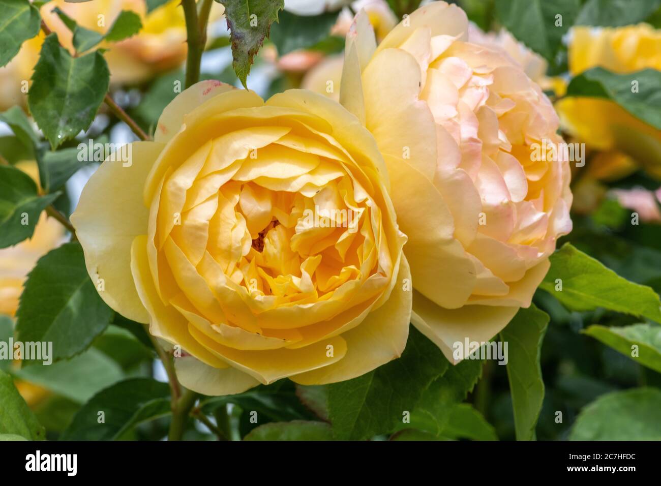 Garden Rose Flower, Variety 'Graham Thomas' Stock Photo - Alamy