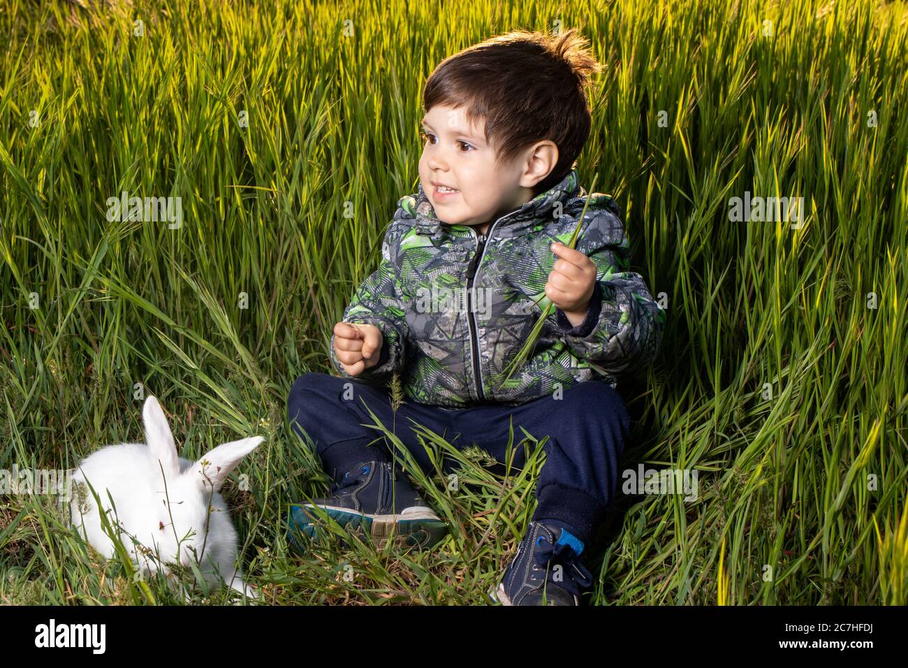 Little boy and Pannon White rabbit are sitting on green grass ...