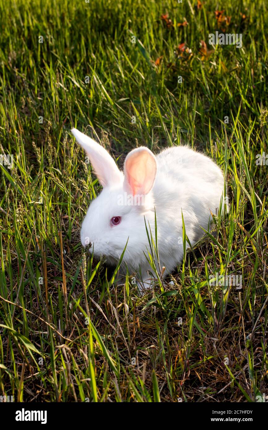 The Pannon White rabbit sits on the green grass. Meat large broiler ...