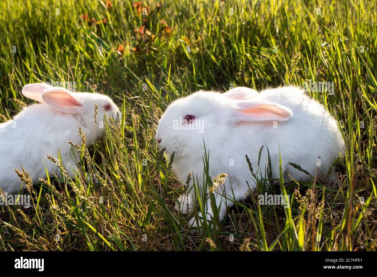 Meat breed rabbits. Two Pannon White rabbits are sitting on the green ...