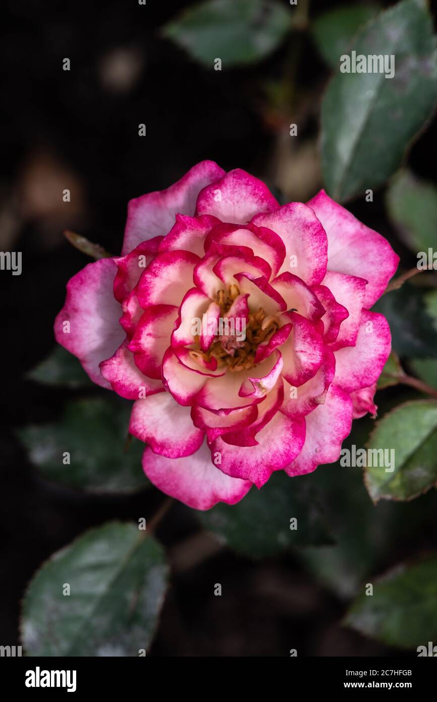 Garden Rose Flower, Variety 'Magic Carousel' Stock Photo - Alamy