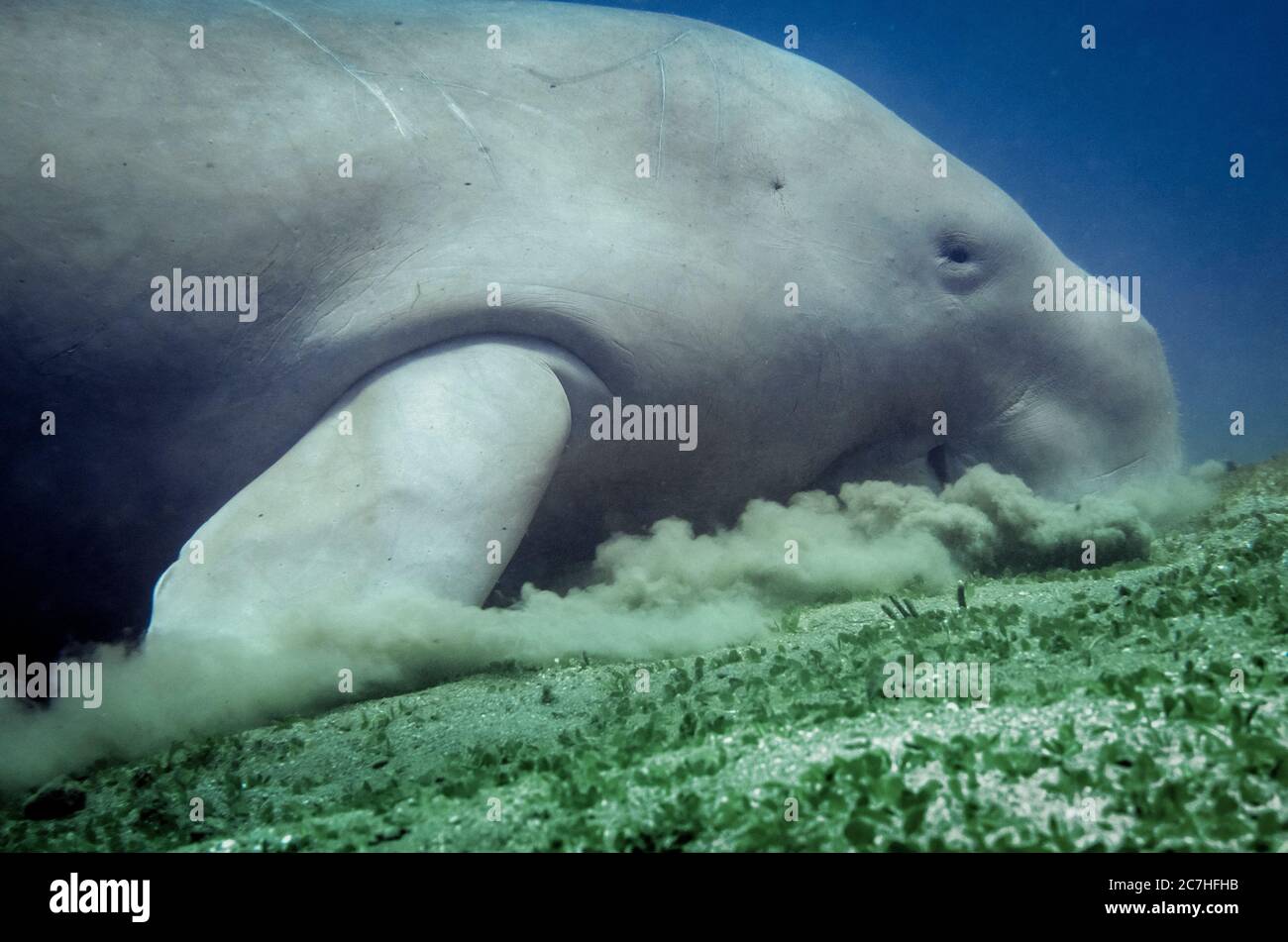 Dugong dugon hi-res stock photography and images - Alamy