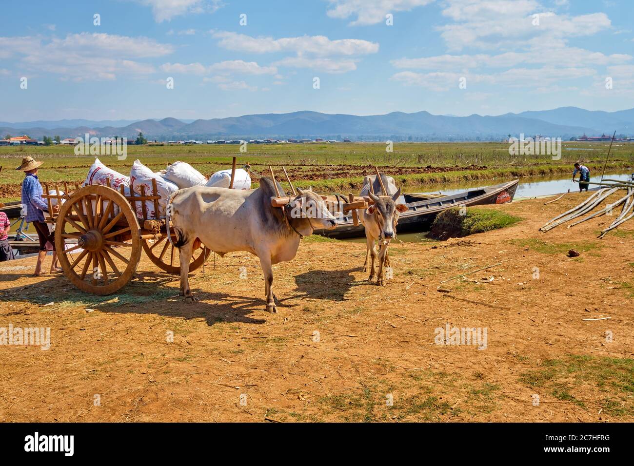 Driving ox cart hi-res stock photography and images - Alamy