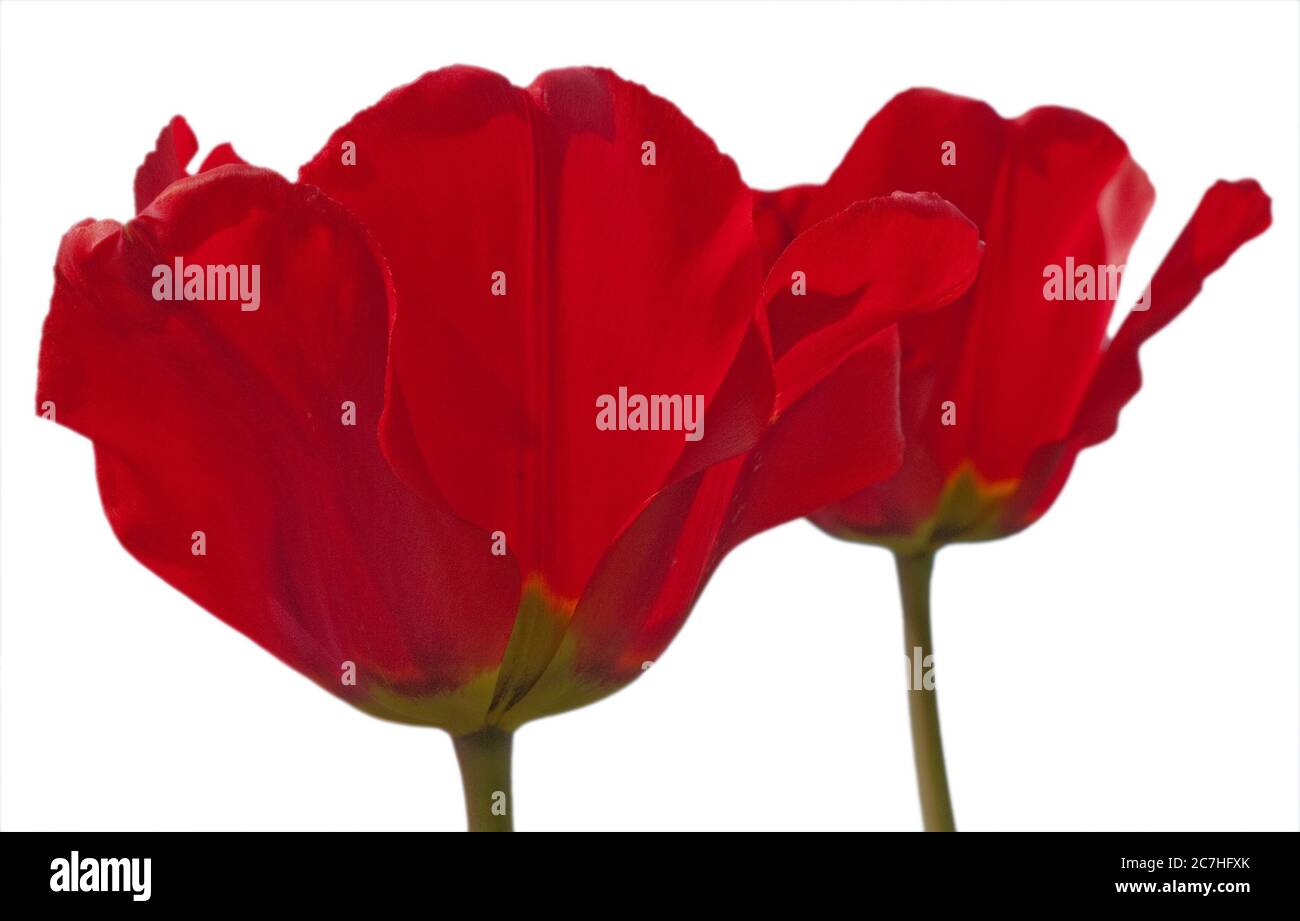 Two red common poppies, corn poppy, corn rose, red poppy or flanders ...