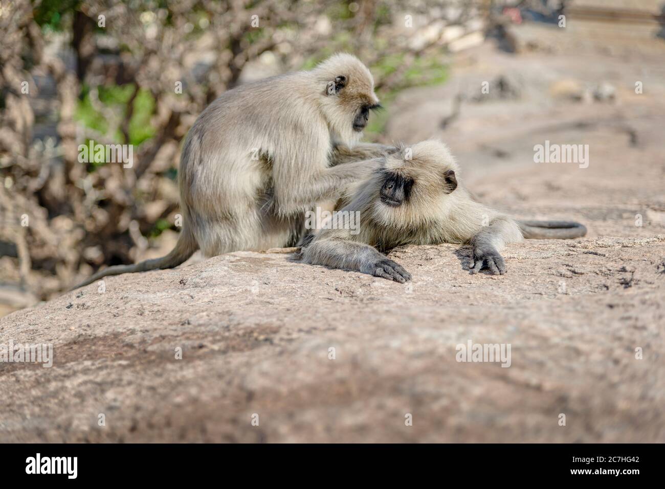 Rock louse hi-res stock photography and images - Alamy