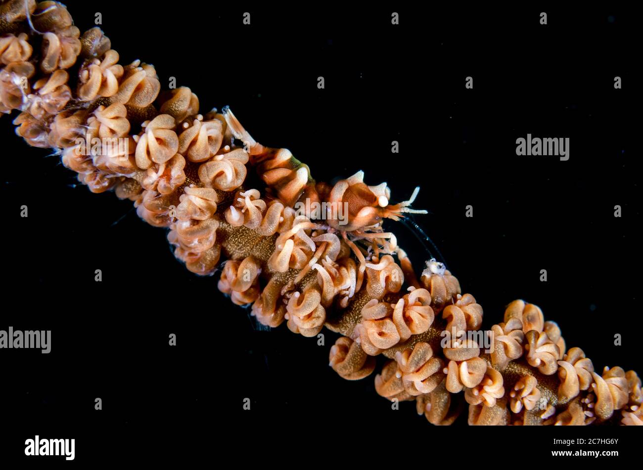 Zanzibar shrimp hi-res stock photography and images - Alamy