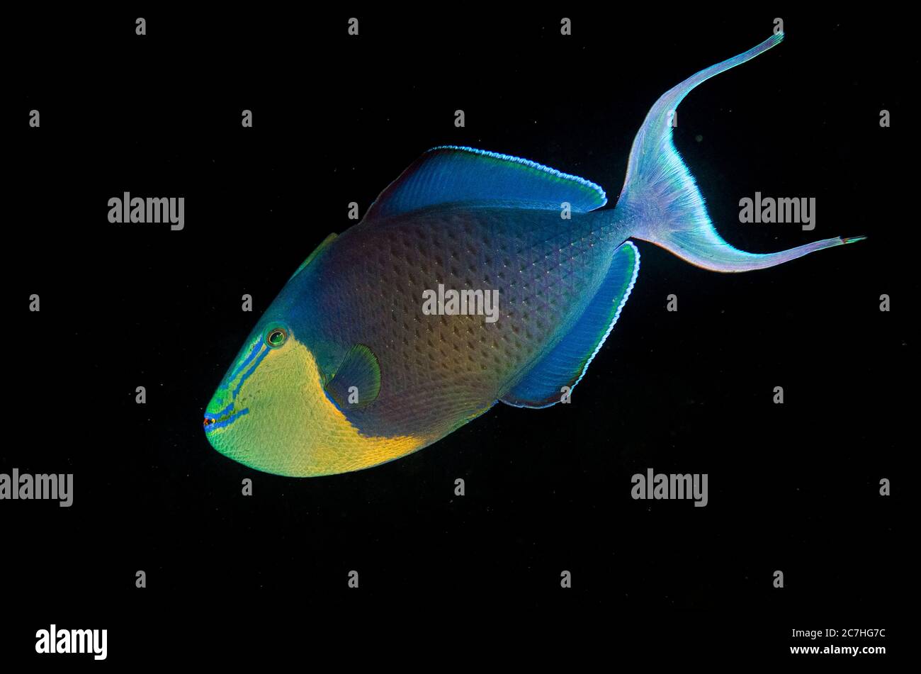 Redtooth Triggerfish, Odonus niger, Murex House Reef dive site, Bangka ...