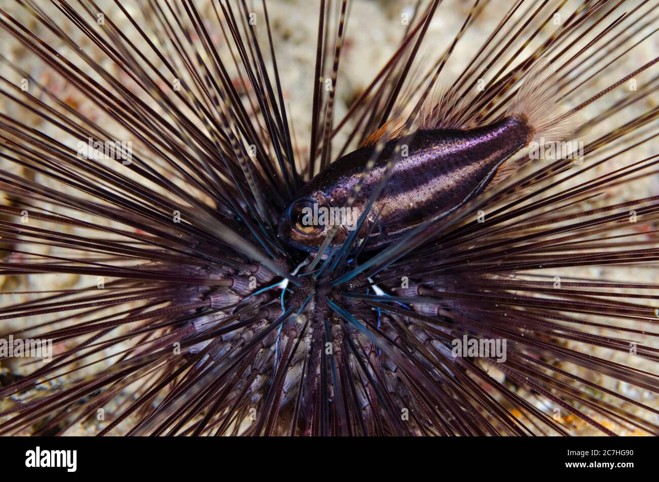 Urchin Siphonfish, Siphamia tubifer, in Black Longspine Sea Urchin ...