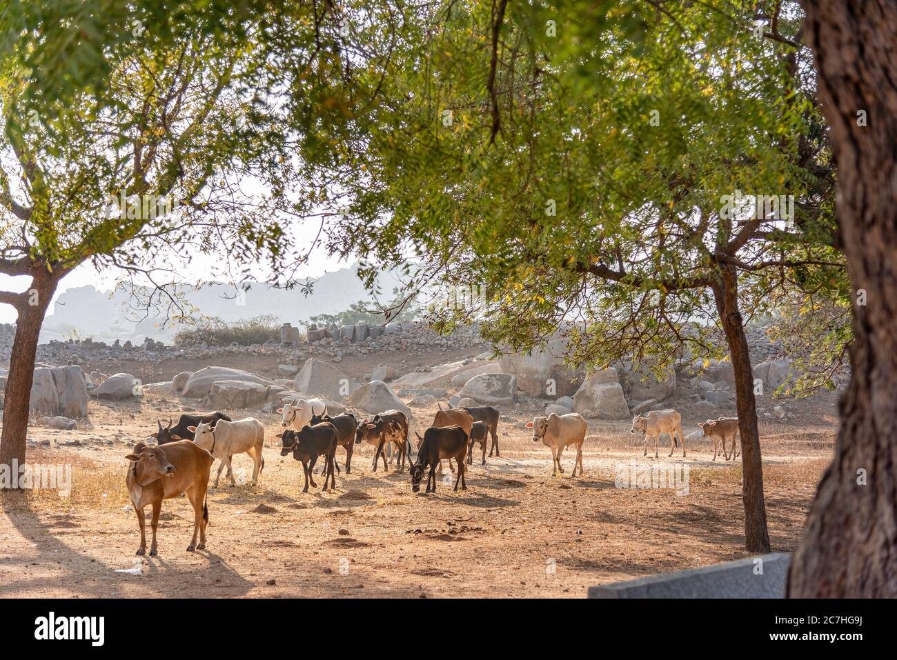 Indian cows hi-res stock photography and images - Alamy
