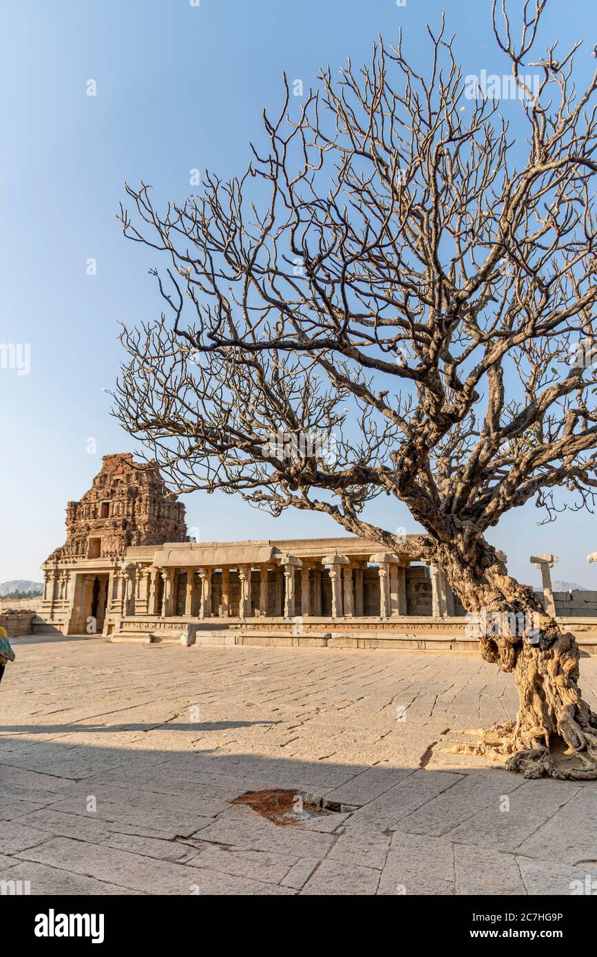 Old tree in front of temple complex with pillars Stock Photo - Alamy