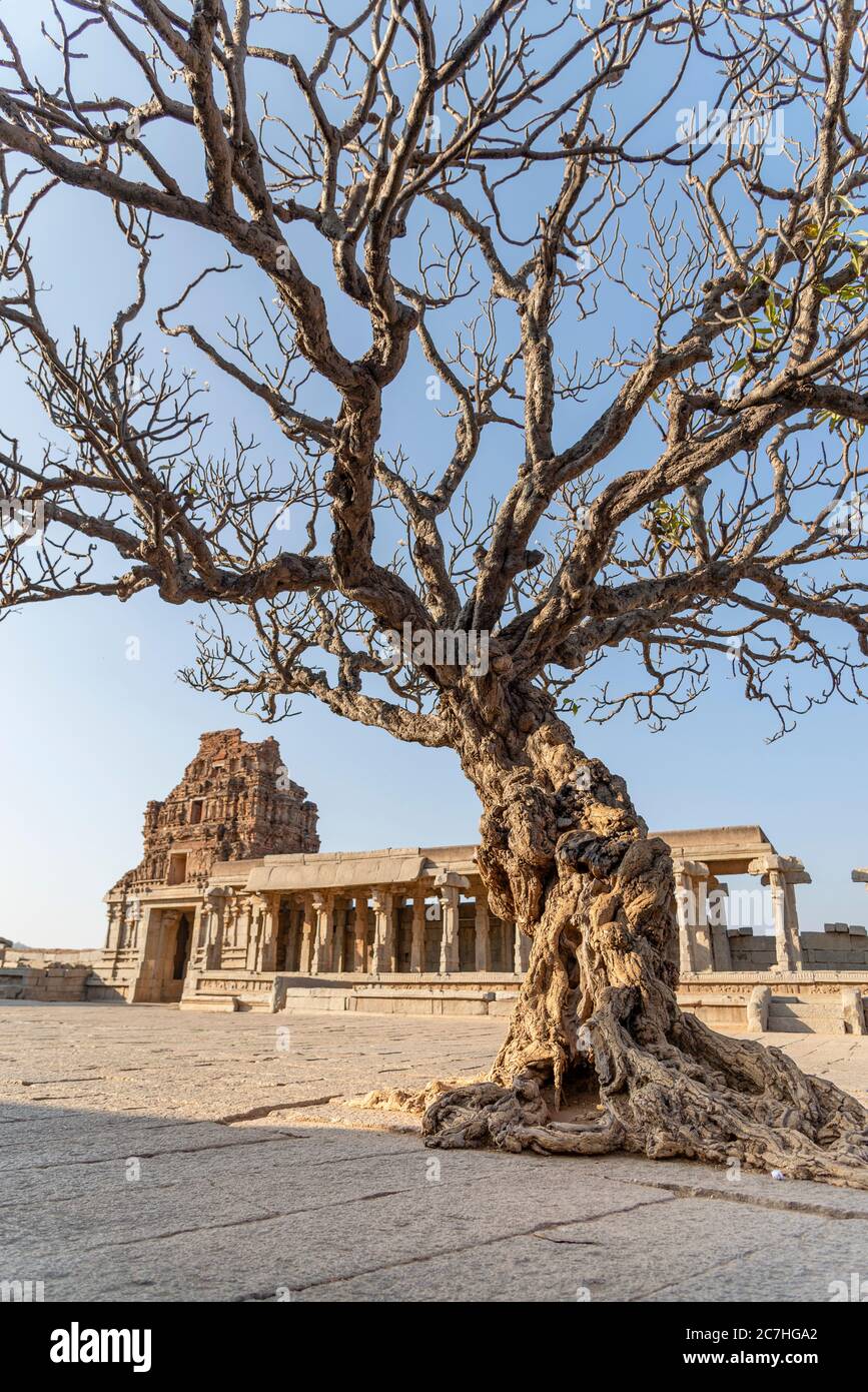 Old tree in front of temple complex with pillars Stock Photo - Alamy