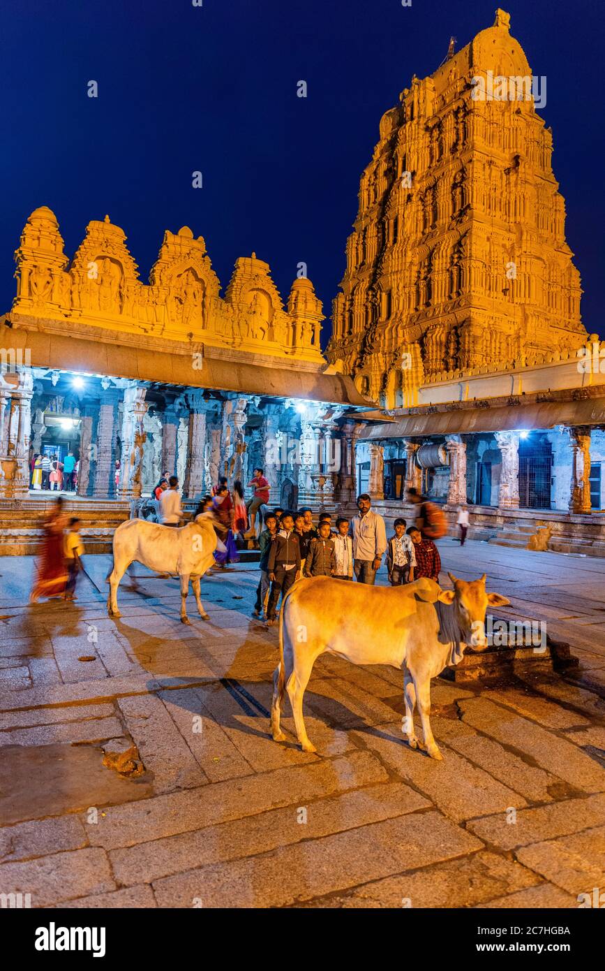 White cows in front of group of people in Indian temple courtyard Stock ...