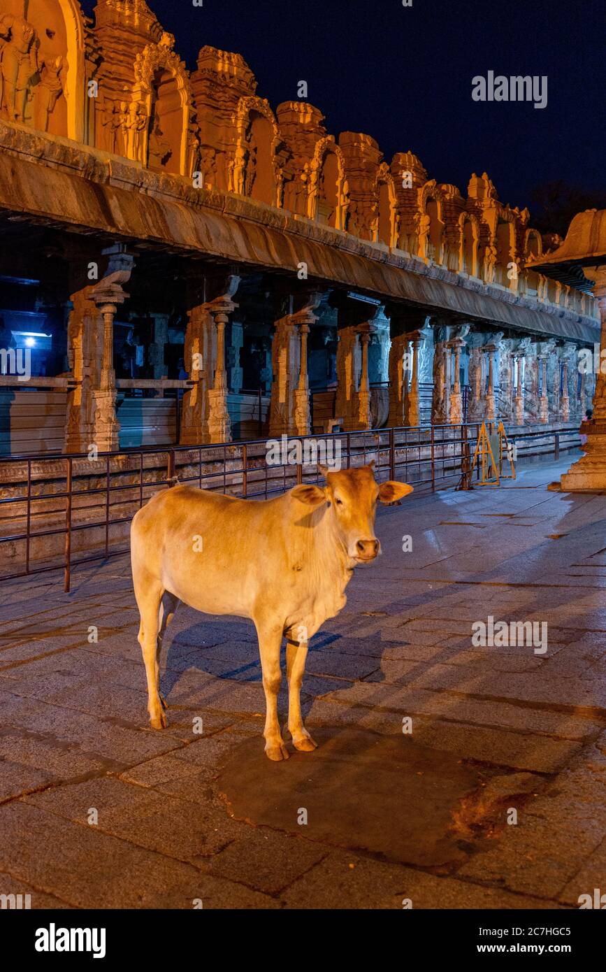 White cow on Indian temple courtyard Stock Photo - Alamy
