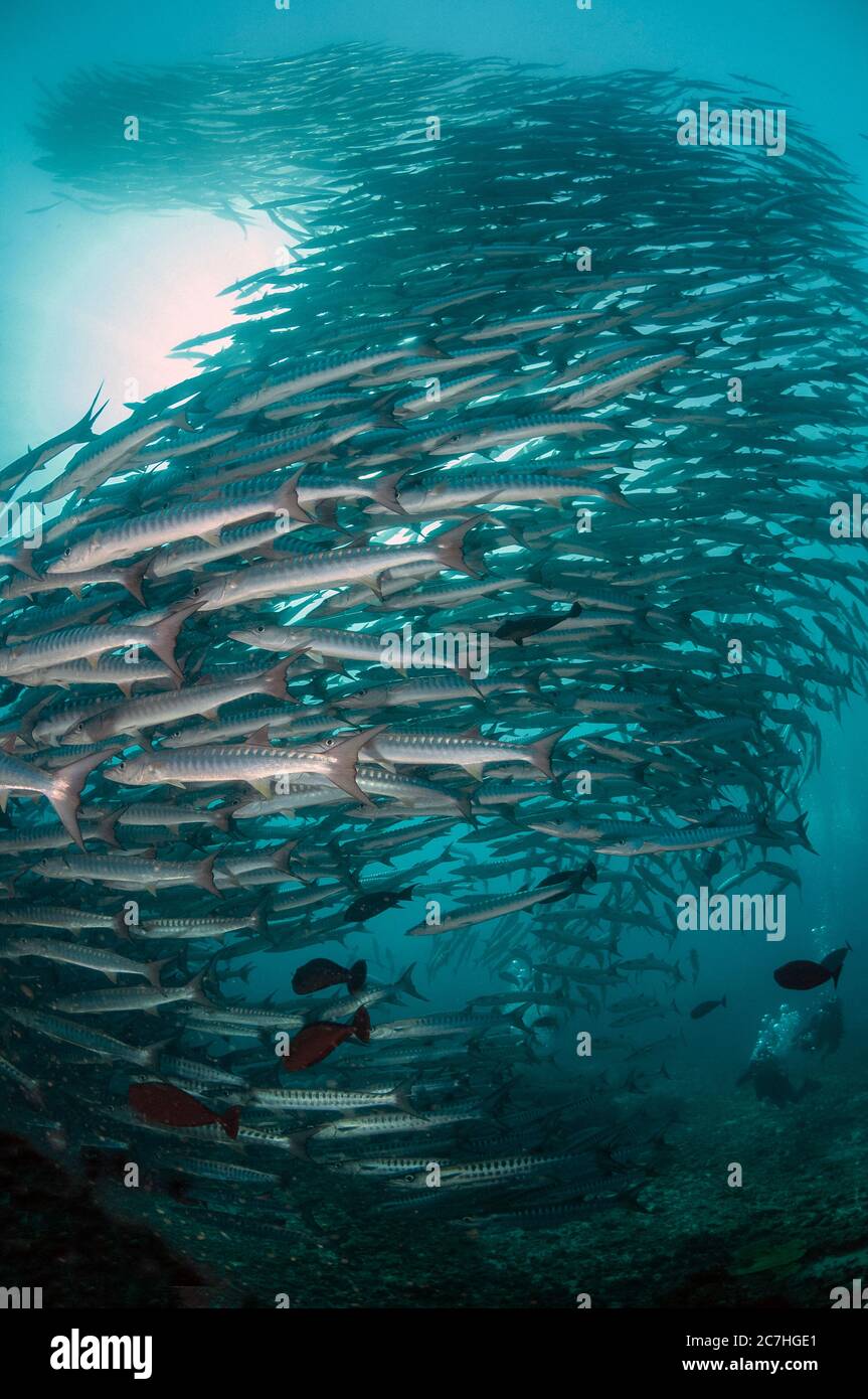 School of Blackfin Barracuda forming tornado, Sphyraena qenie ...