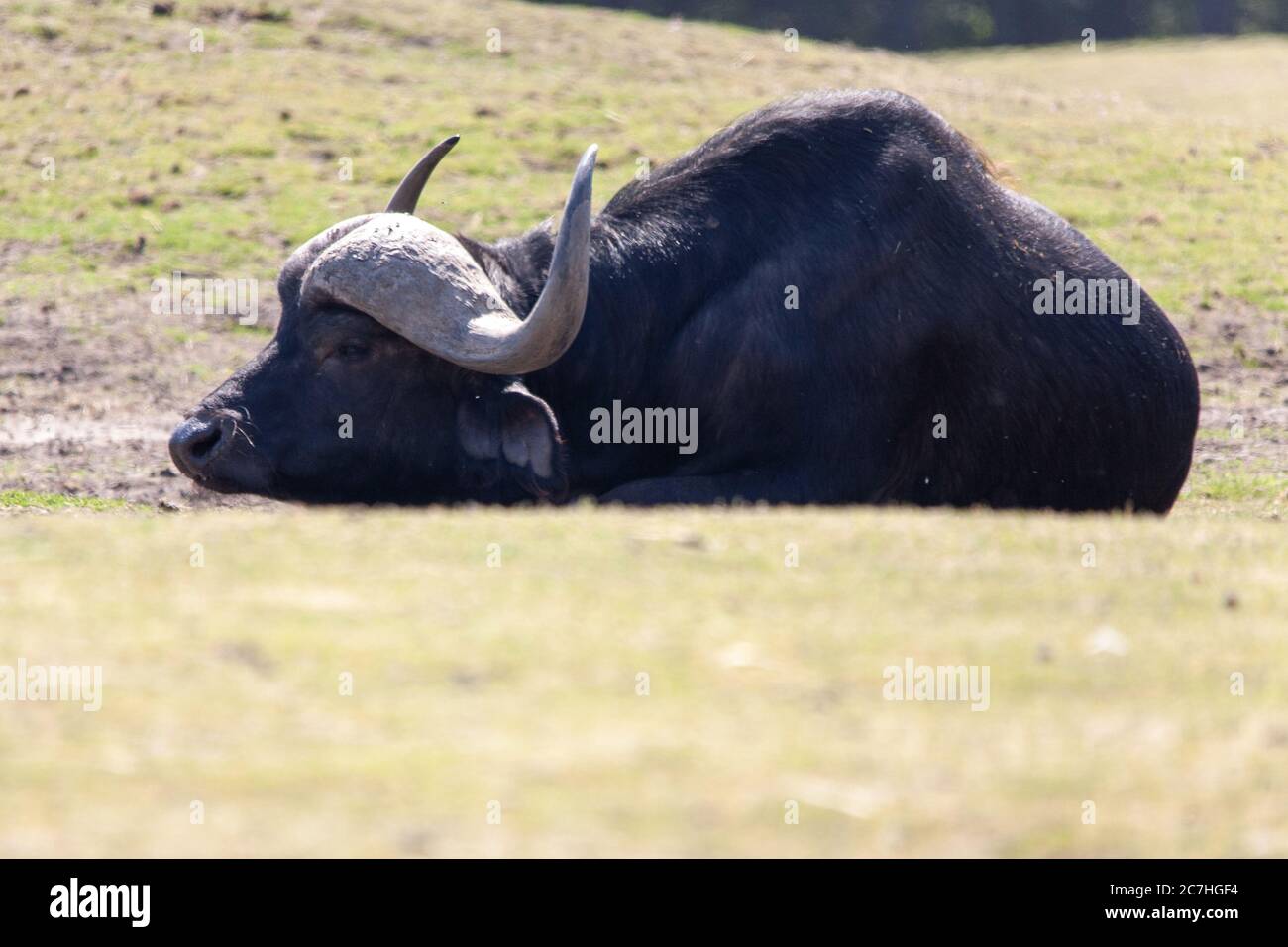 African buffalo laying on the ground in a Dutch zoo Stock Photo - Alamy