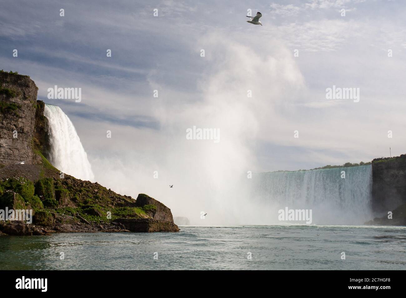 Beautiful shot of the Horseshoe Falls with a seagull flying over the ...