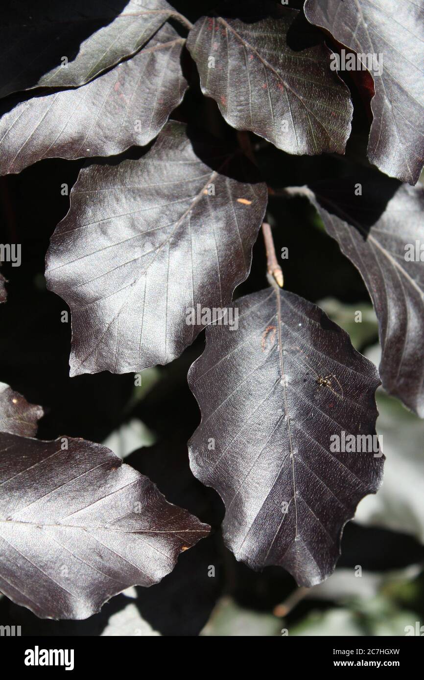 Copper bronze leaves hi-res stock photography and images - Alamy