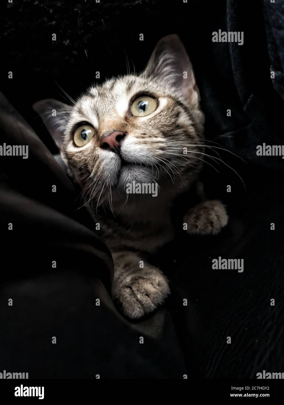 Wide vertical shot young black hi-res stock photography and images - Alamy