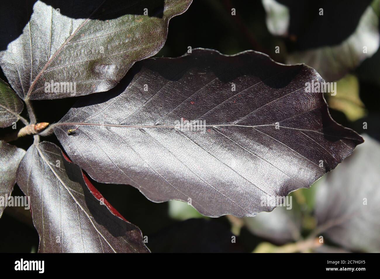 Bronze young leaves hi-res stock photography and images - Alamy