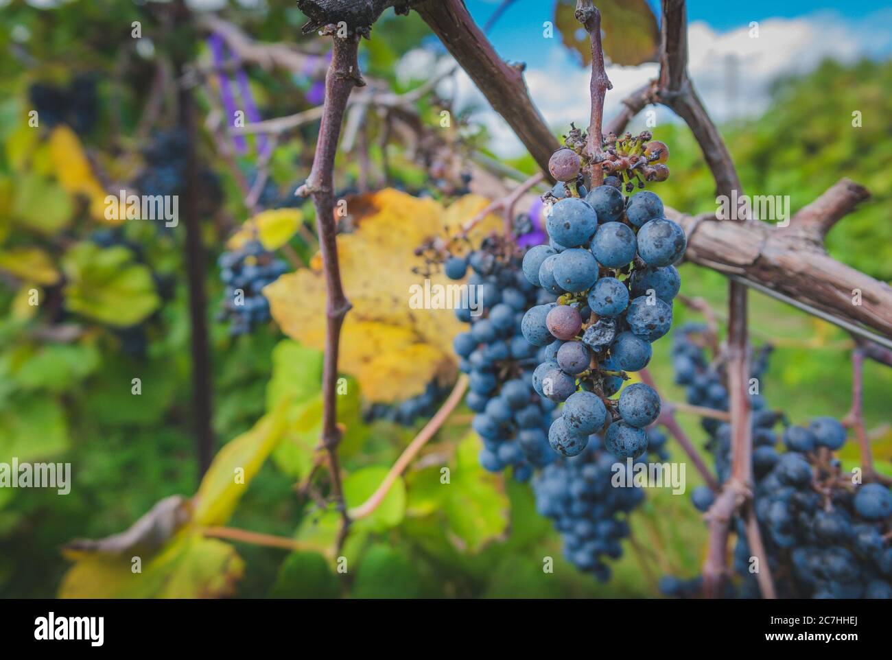 Selective focus shot of beautiful grapes on a branch in a vineyard ...