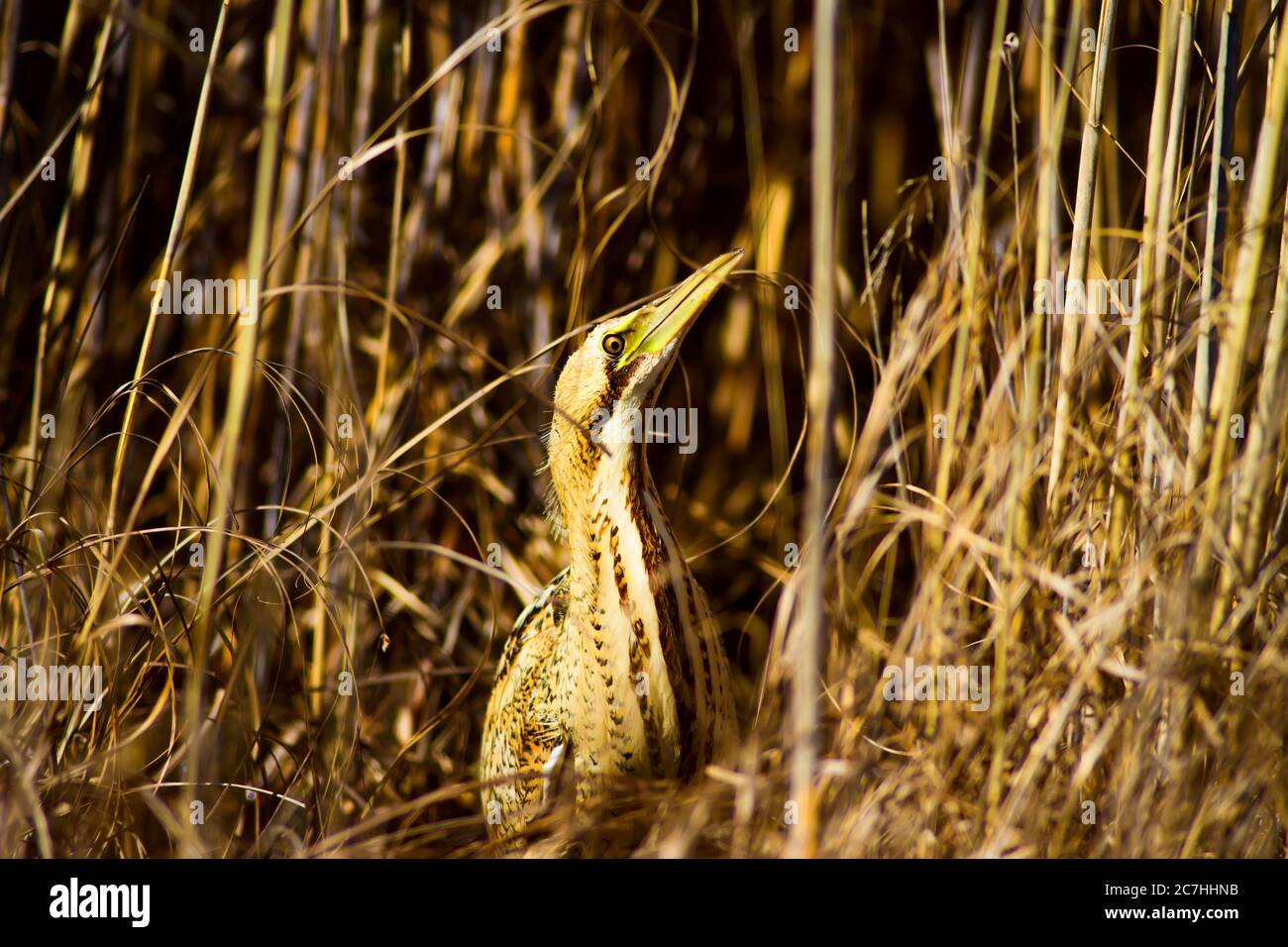 Nature and bird. Bird: Eurasian Bittern. Botaurus stellaris. nature ...