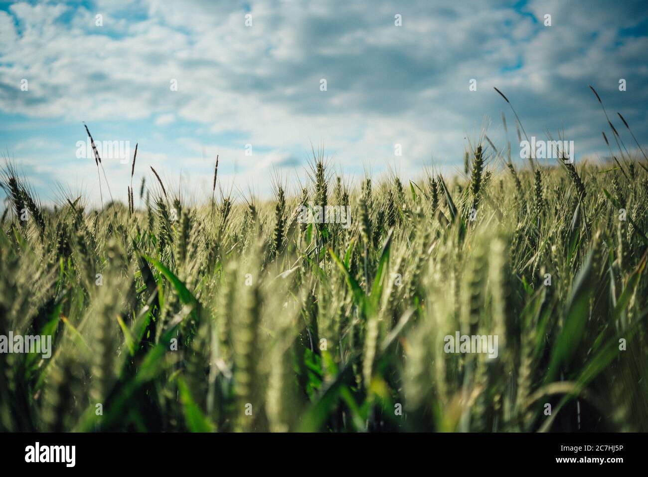 Einkorn field hi-res stock photography and images - Alamy
