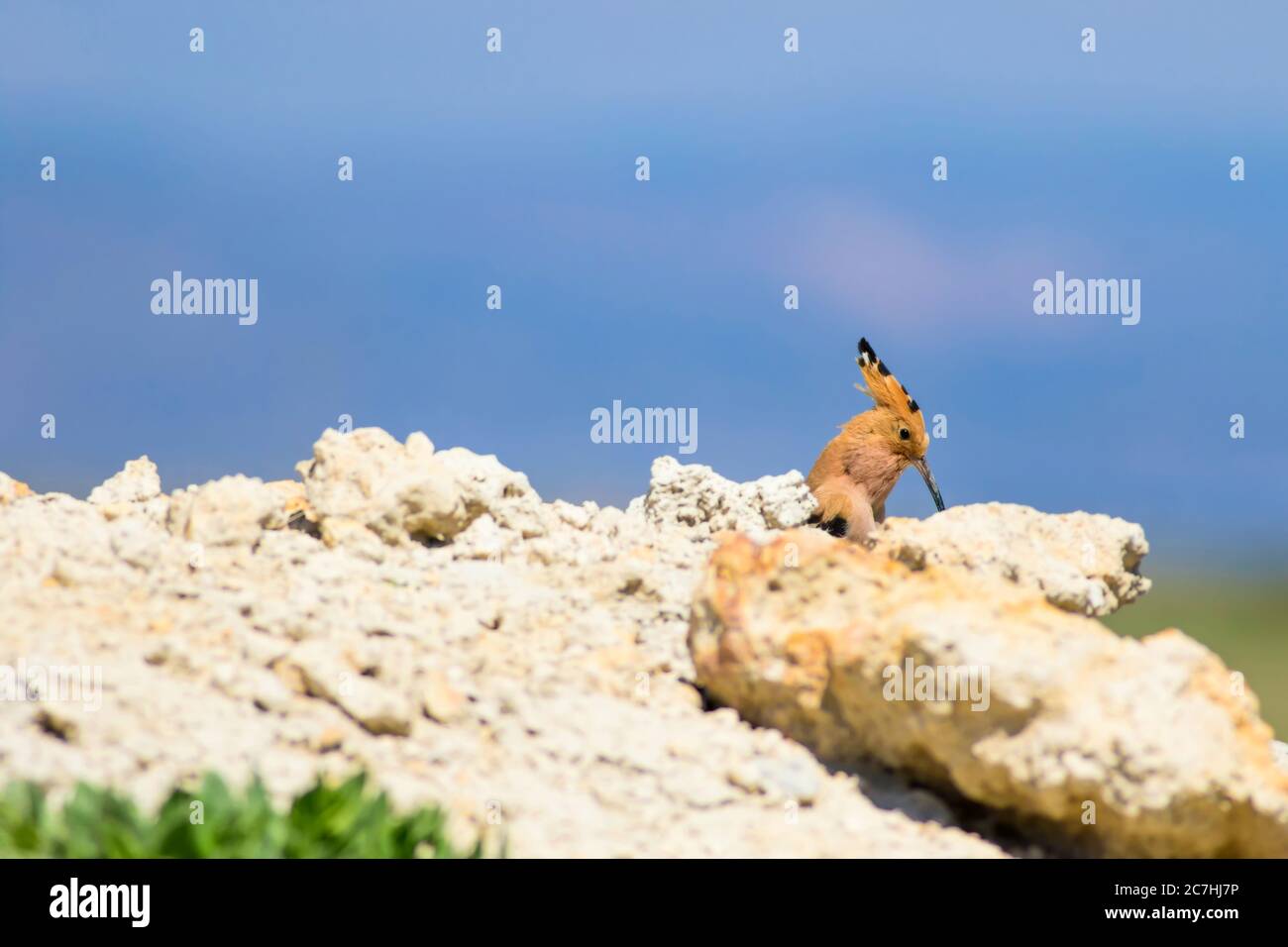 Cute bird. Hoopoe. Bird: Eurasian Hoopoe. Upupa epops. Green nature ...