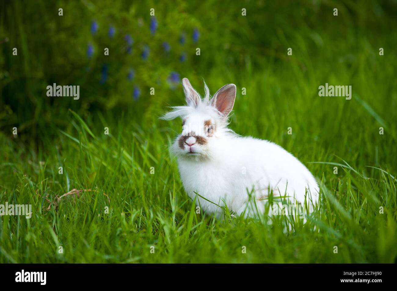 White baby rabbit with brown spots on a green meadow Stock Photo - Alamy