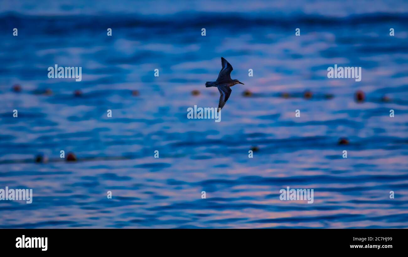Water nature and birds.. Colorful nature background Stock Photo - Alamy